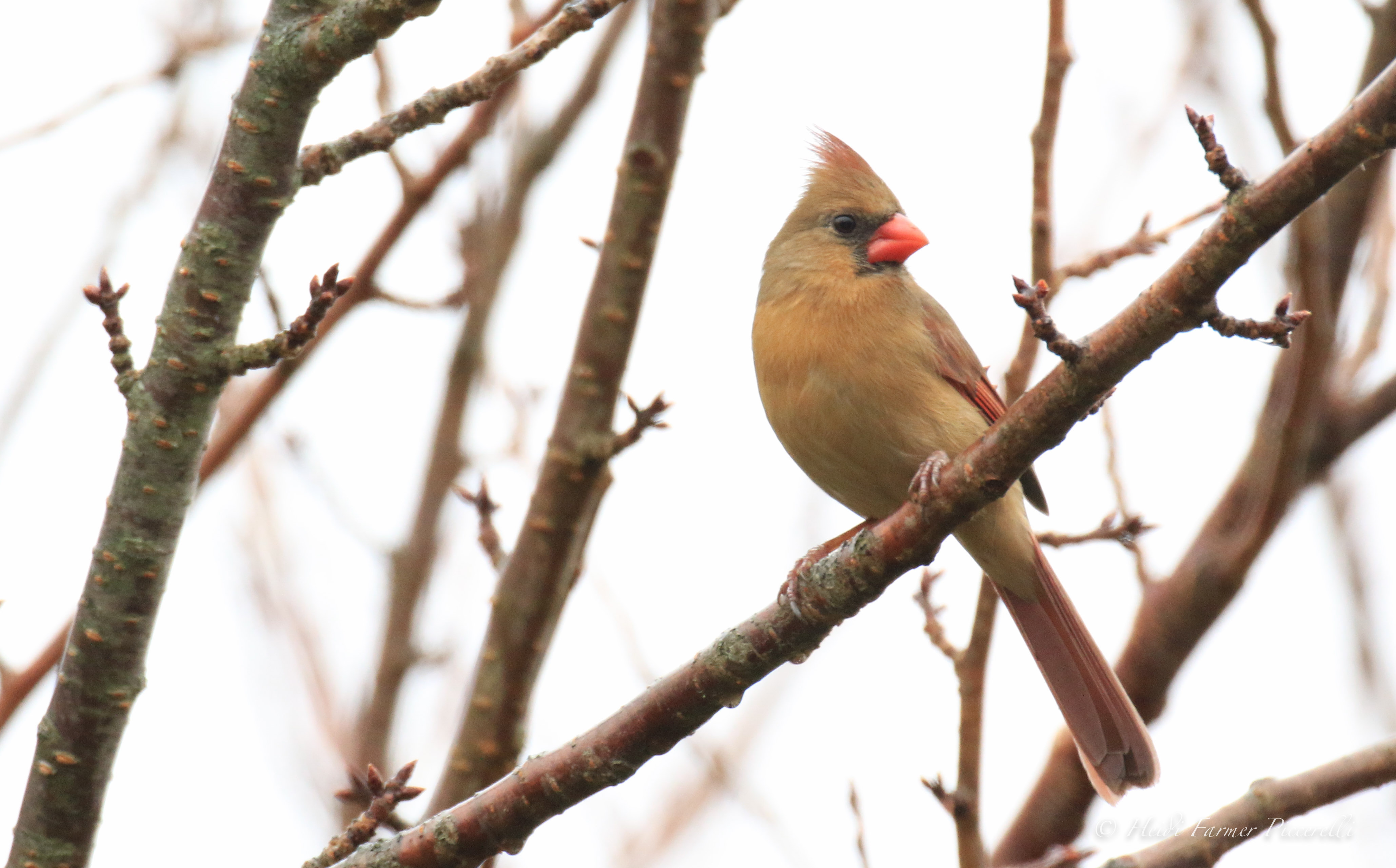 cardinal symbolism – Wild For Birds