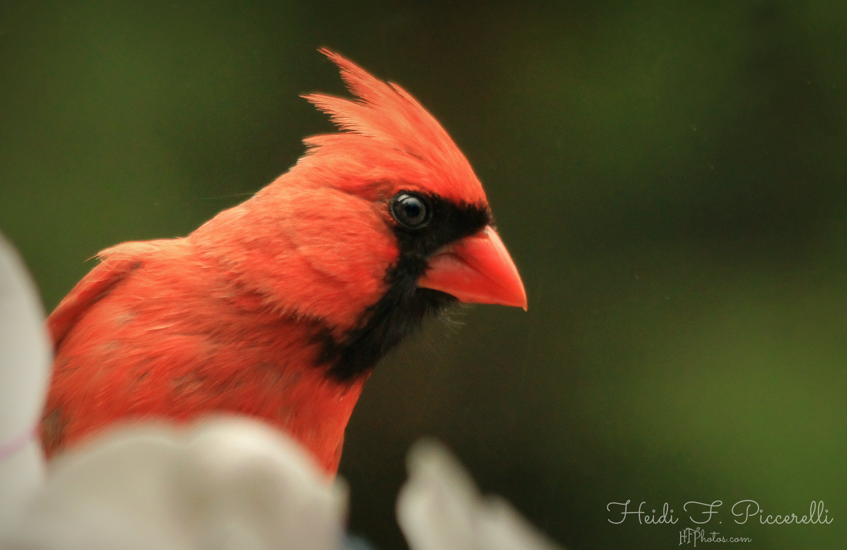 cardinal symbolism – Wild For Birds